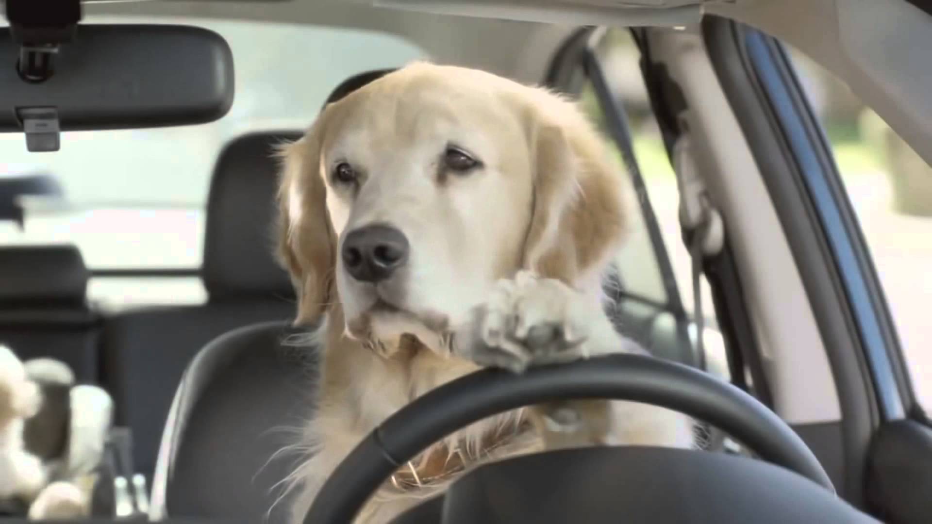 Vakantie met de hond of kat - AnimalWebshop.com